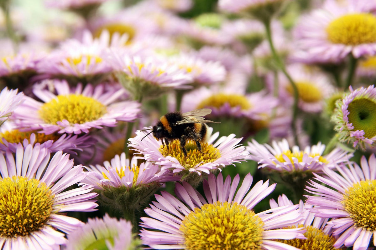 Bumblebees Demonstrate Remarkable Social Learning Abilities – Karma ...