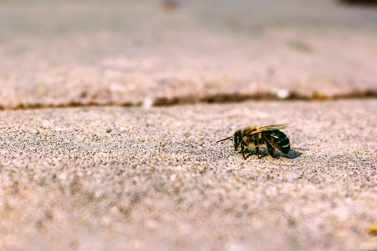 Why Bees End Up on the Ground and How to Help Without Sugar Water ...