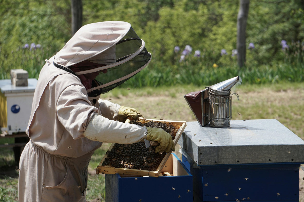 Guide to Starting Beekeeping as a Hobby – Karma Honey Project