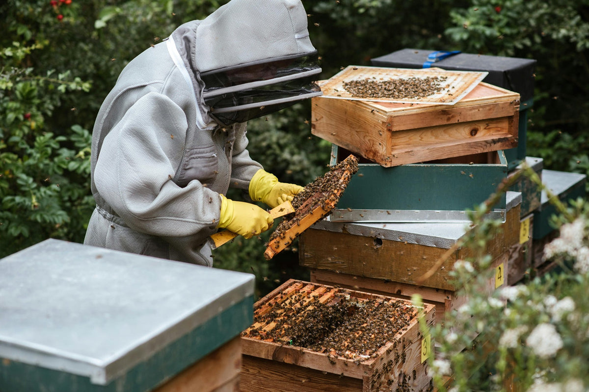 Why Importing Queen Bees Won’t Save Canada’s Bees: The Real Solution to ...