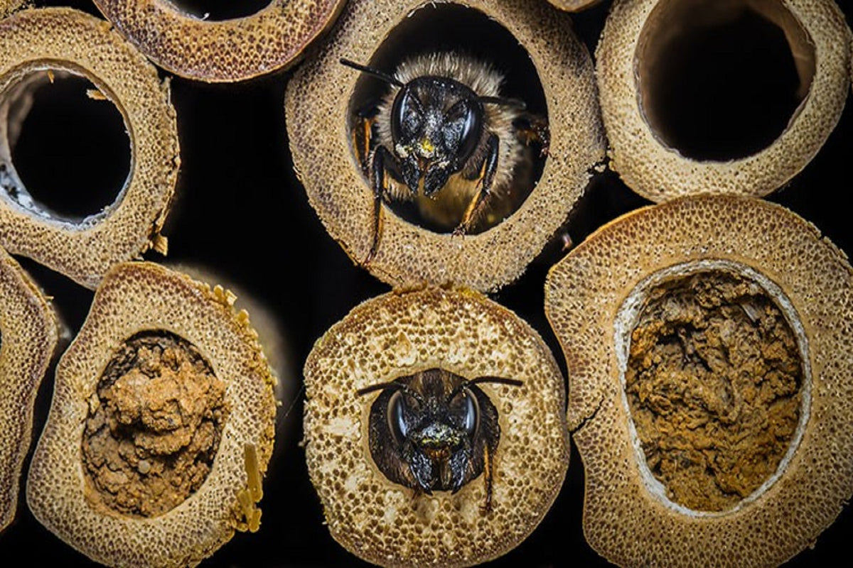 The Mysterious Lives of Solitary Bees – Karma Honey Project