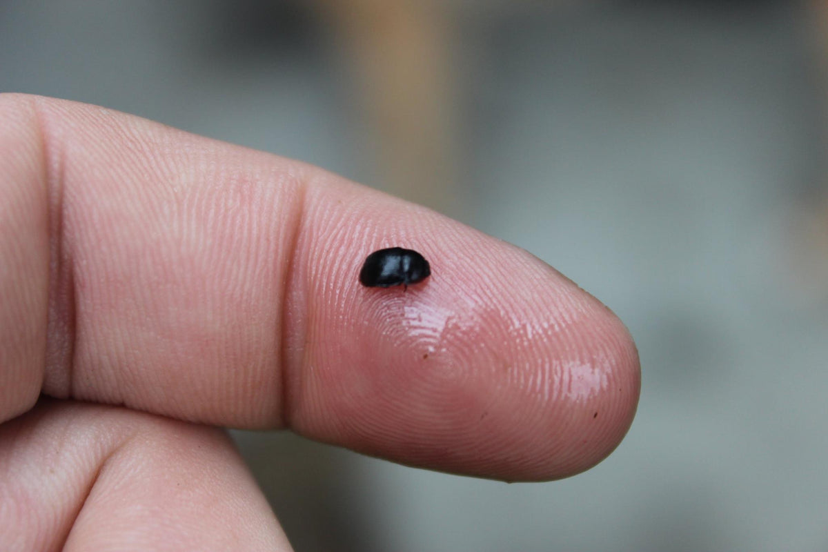 The Buzz about Hive Beetles: Safeguarding Bee Colonies and Preserving ...