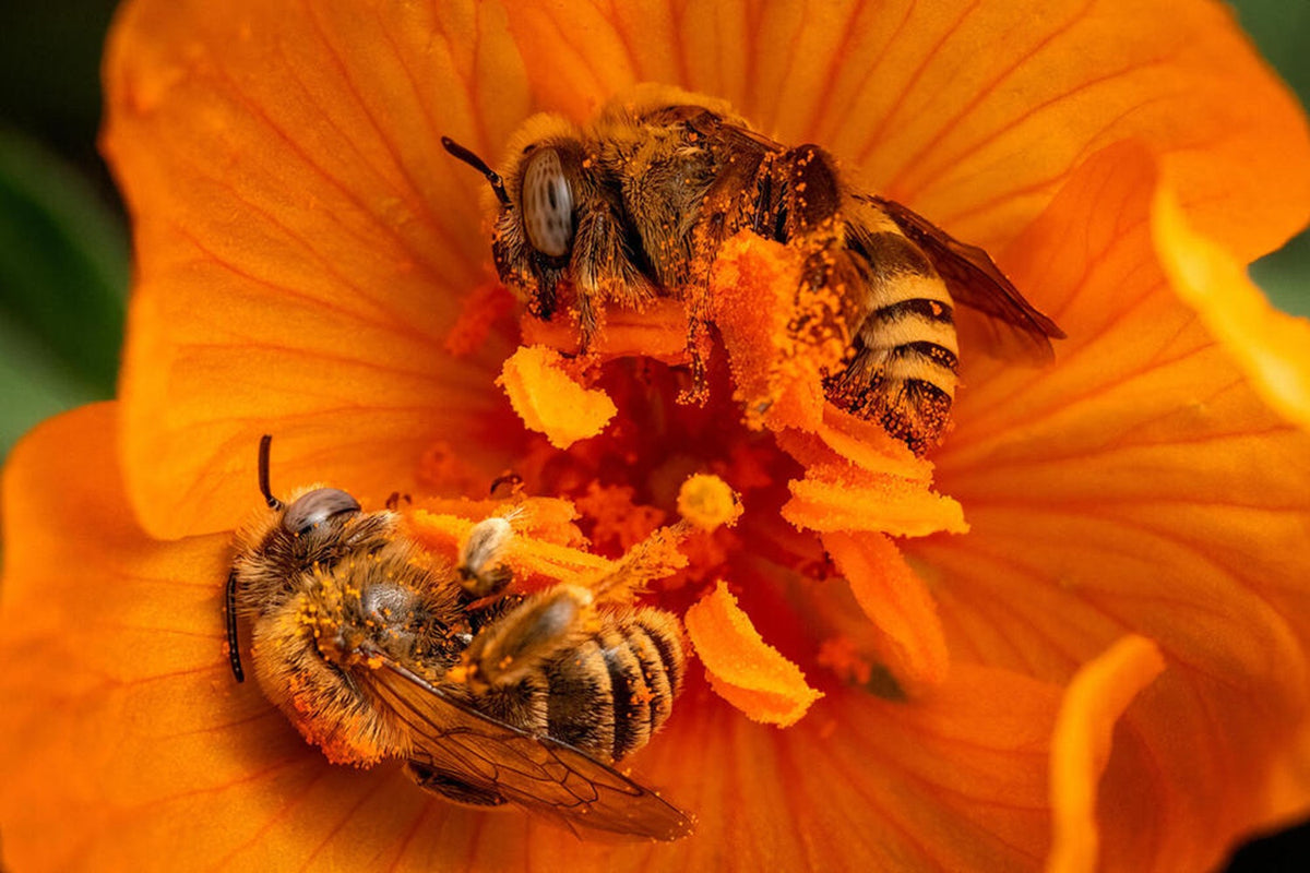 Why Native Bees Matter: Celebrating World Bee Day – Karma Honey Project